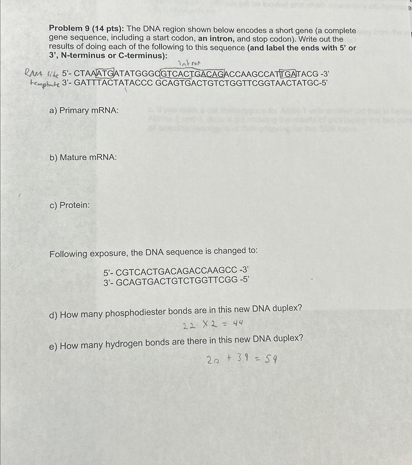 Solved Problem 9 (14 ﻿pts): The DNA region shown below | Chegg.com