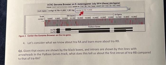 Solved Figure 1 Center the Genome Browser on the tra gene. | Chegg.com