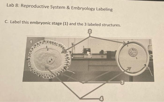 Lab 8: Reproductive System & Embryology Labeling C. | Chegg.com