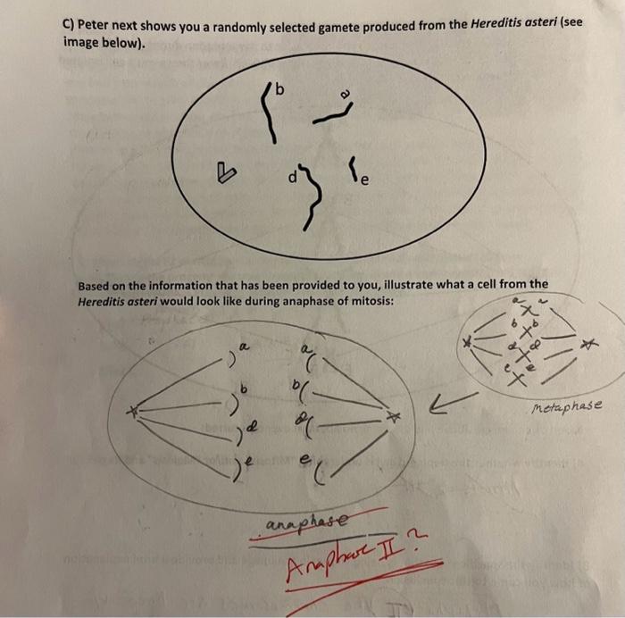 Solved pleae help on a + b + c provide answer and an | Chegg.com