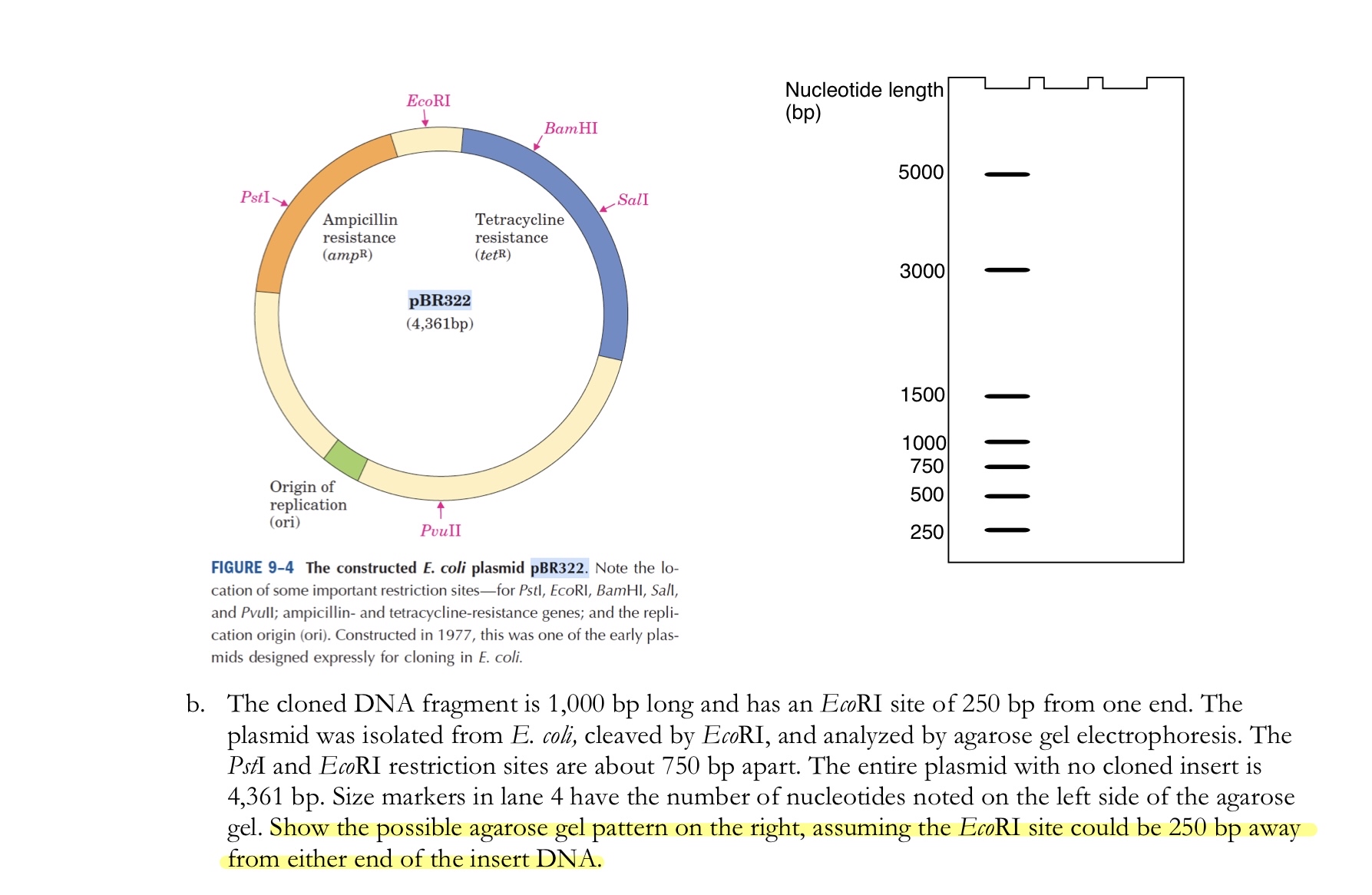 Solved The cloned DNA fragment is 1,000 ﻿bp long and has an | Chegg.com