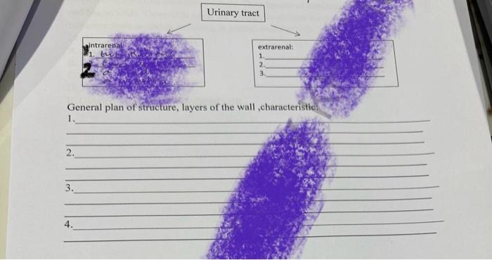 Solved histology is the subject label picture and fill gaps | Chegg.com