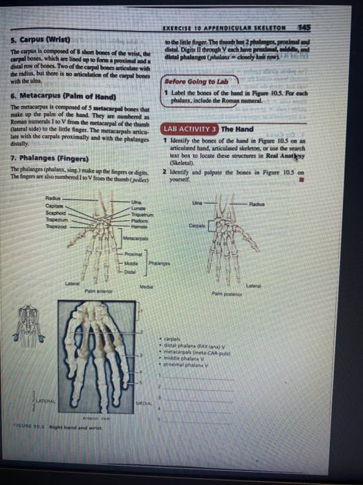 Solved 144 EXERCISE 10 APPENDICULAR SKELETON 3. The Oo noch | Chegg.com