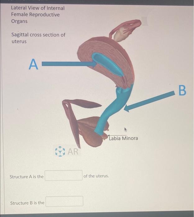 Solved Lateral View of Internal Female Reproductive Organs | Chegg.com