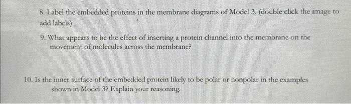 Model 2 - Selectively Permeable Cell Membrane | Chegg.com