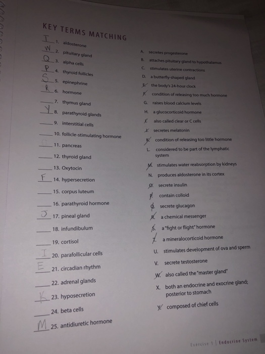 Solved KEY TERMS MATCHING UUUUUUUU 1. aldosterone 2. | Chegg.com