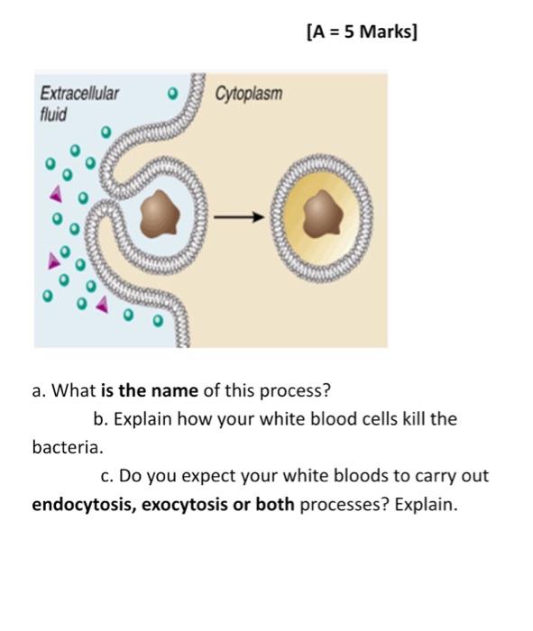 Solved a. What is the name of this process? b. Explain how | Chegg.com