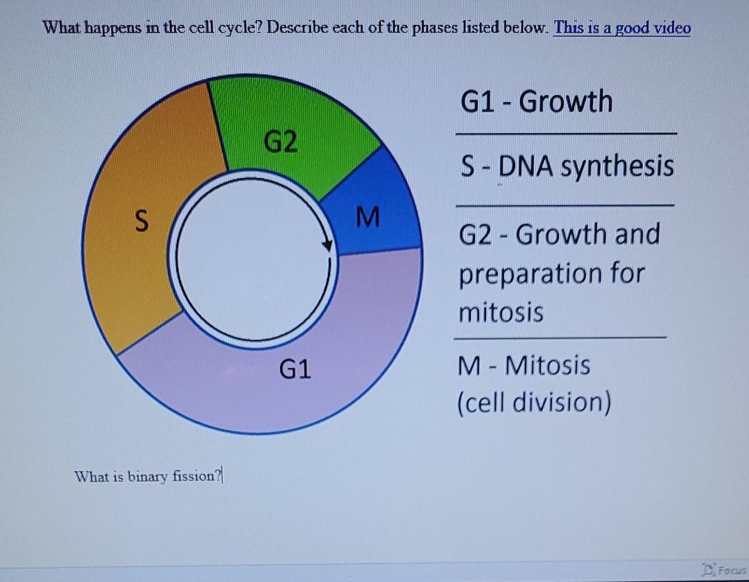Solved What happens in the cell cycle? Describe each of the | Chegg.com