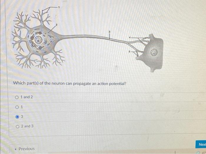 Solved Which part(s) of the neuron can propagate an action | Chegg.com