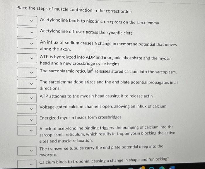 Solved Place the steps of muscle contraction in the correct | Chegg.com