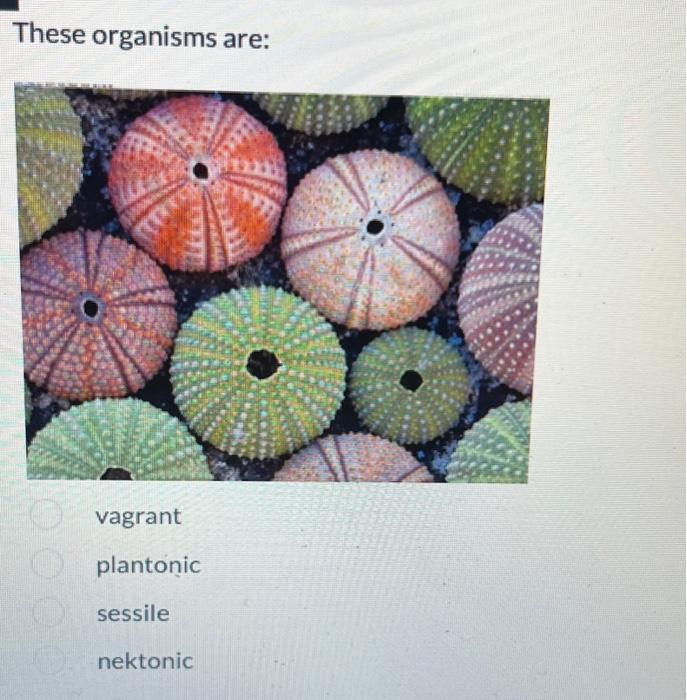 Solved This organism was: vagrant nektonic These organisms | Chegg.com