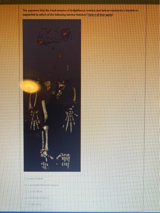 Solved The Argument That The Fons Remains Of Ardipithecus