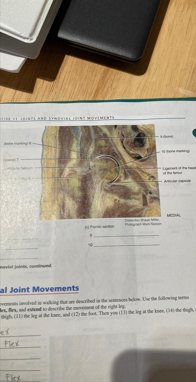 Solved CISE 11 ﻿JOINTS AND SYNOVIAL JOINT MOVEMENTS910novial | Chegg.com
