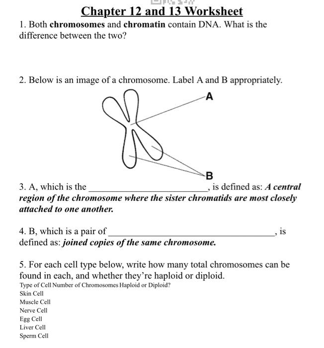 Solved Chapter 12 and 13 Worksheet 1. Both chromosomes and | Chegg.com