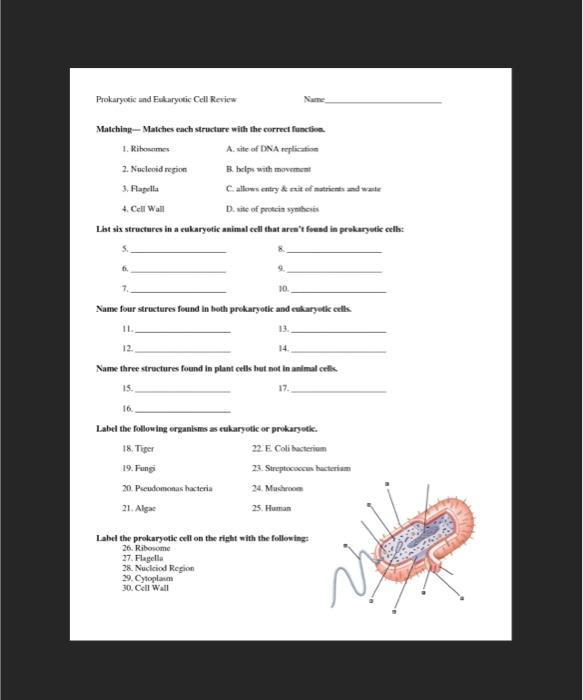 Solved Prokaryotic and Eukaryotic Cell Review | Chegg.com