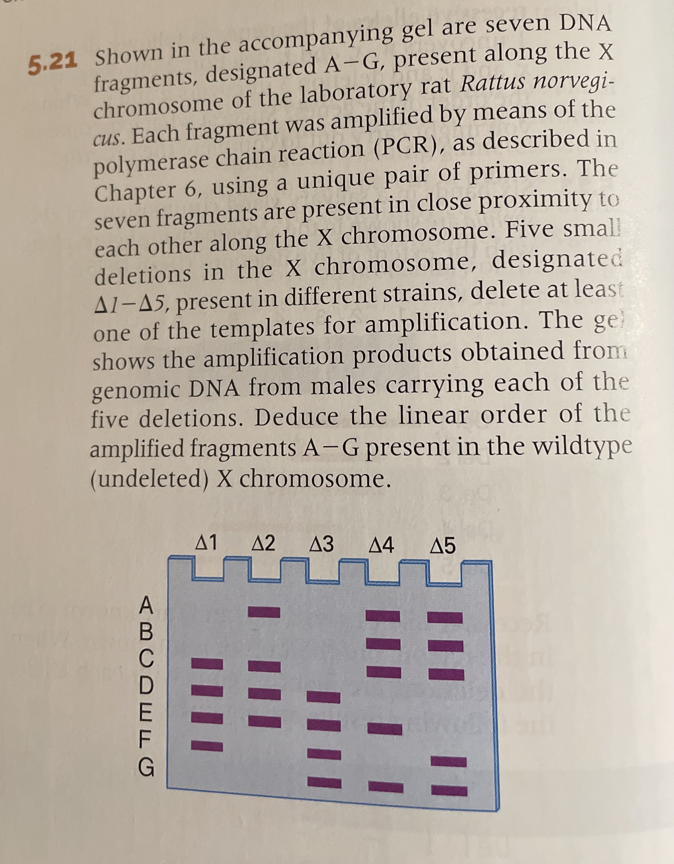 Solved 5.21 ﻿Shown in the accompanying gel are seven DNA | Chegg.com