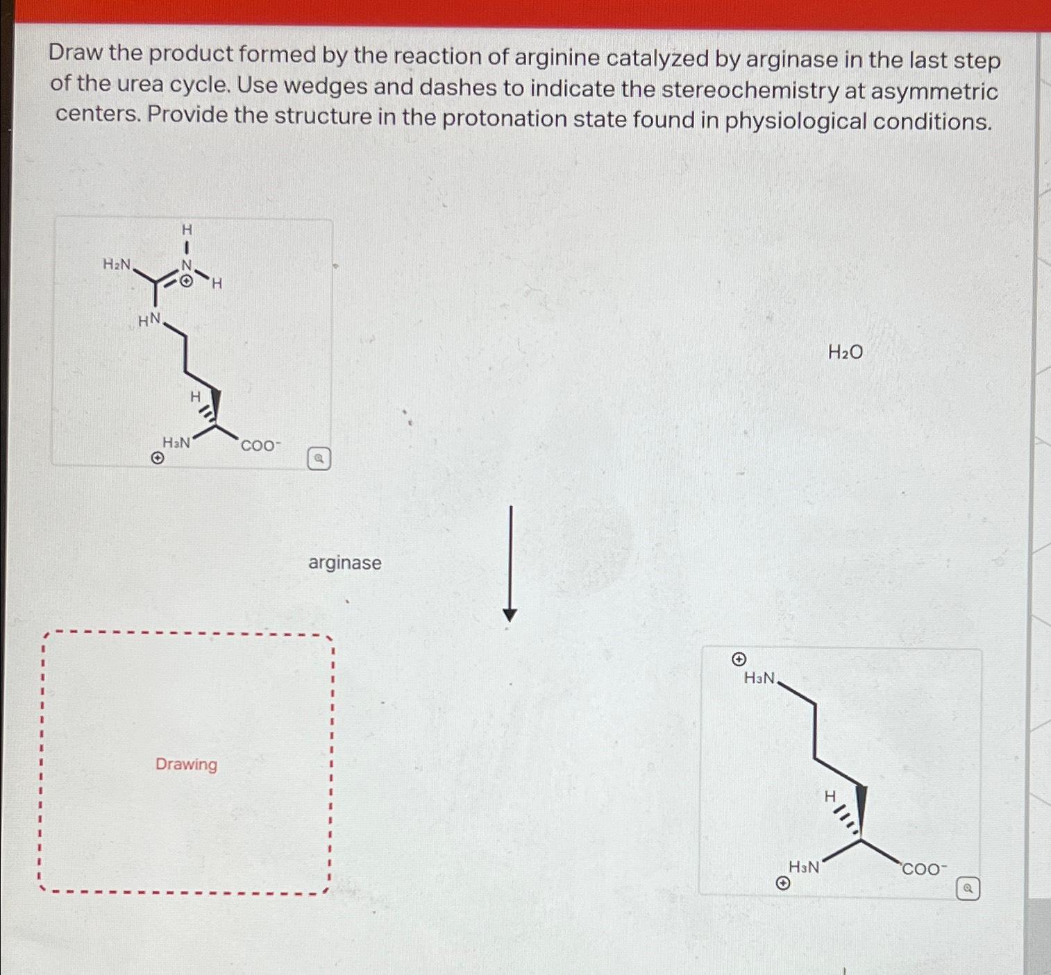 Solved Draw the product formed by the reaction of arginine | Chegg.com