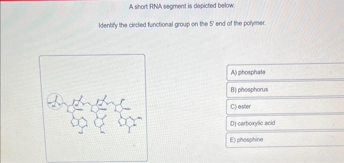 Solved A short RNA segment is depicted below. Identify the | Chegg.com