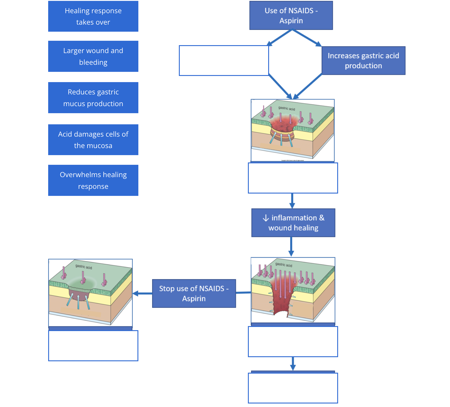 Solved Label this diagram in reference to the gastric side | Chegg.com