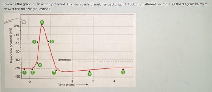 Solved Examine the graph of an action potential. This | Chegg.com