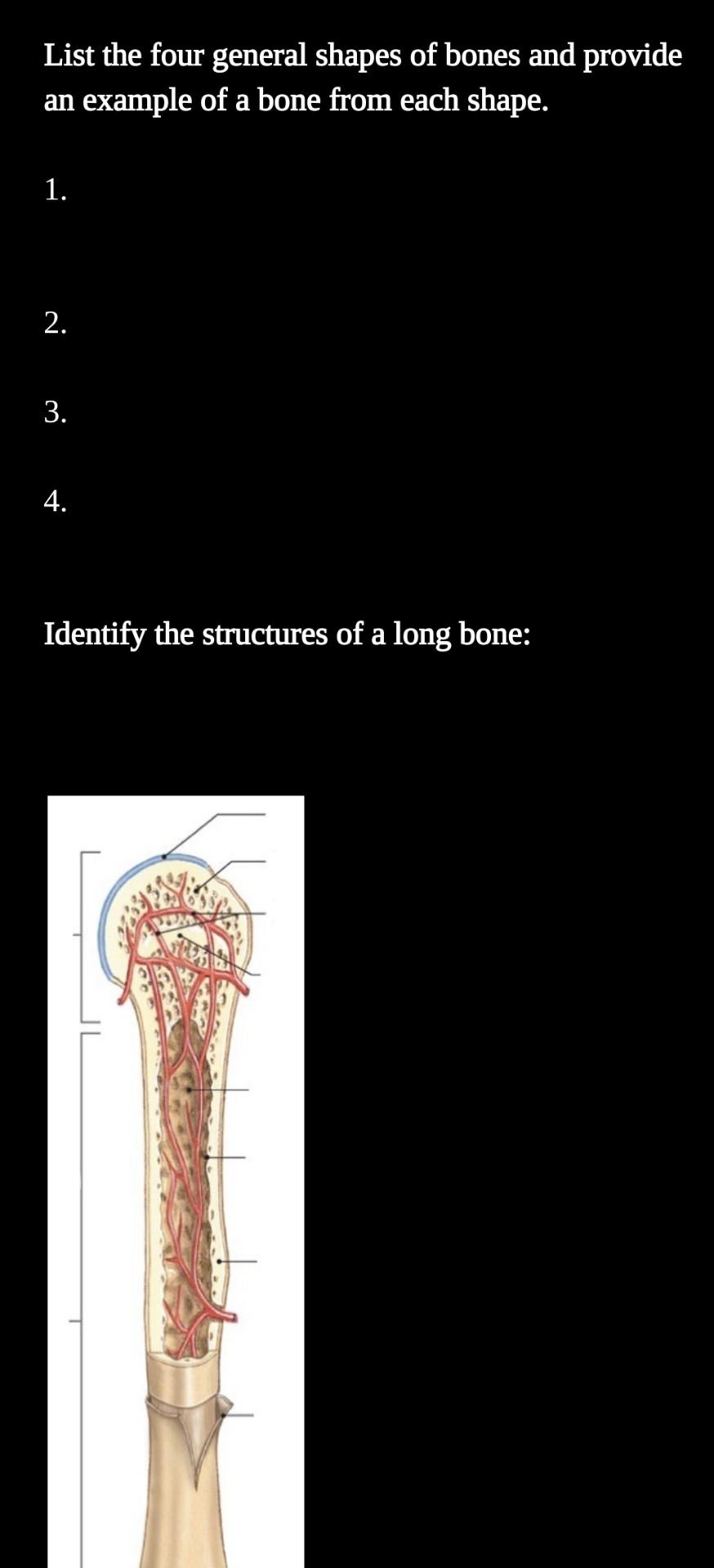 Solved List the four general shapes of bones and provide an | Chegg.com