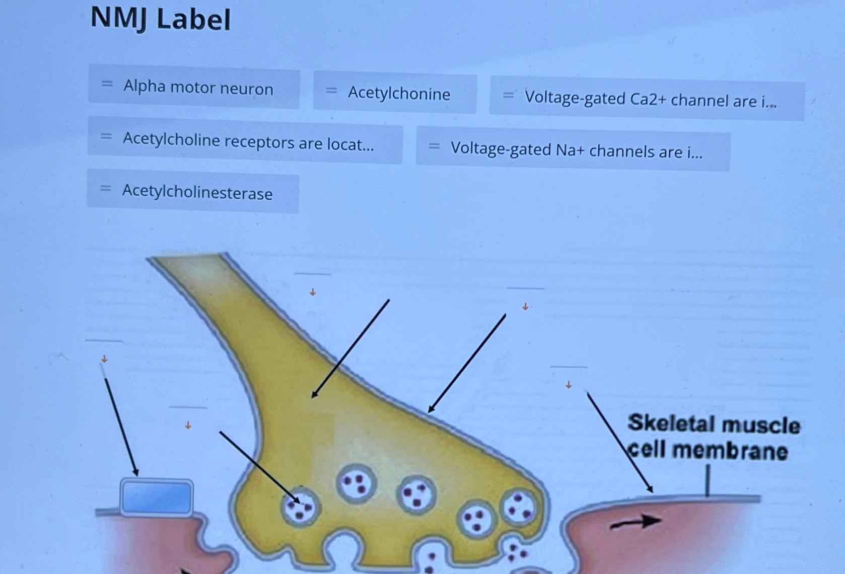 Solved NMJ Label | Chegg.com