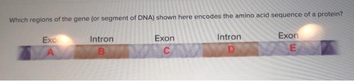 Solved Label the diagram of a single nucleotide. Only three | Chegg.com