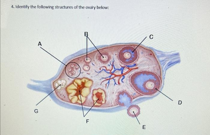 Solved 4. Identify the following structures of the ovary | Chegg.com