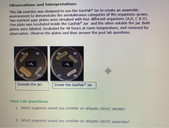 Solved Observations and Interpretations This lab exercise | Chegg.com
