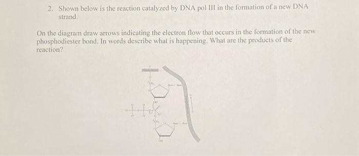 Solved 2. Shown below is the reaction catalyzed by DNA pol | Chegg.com