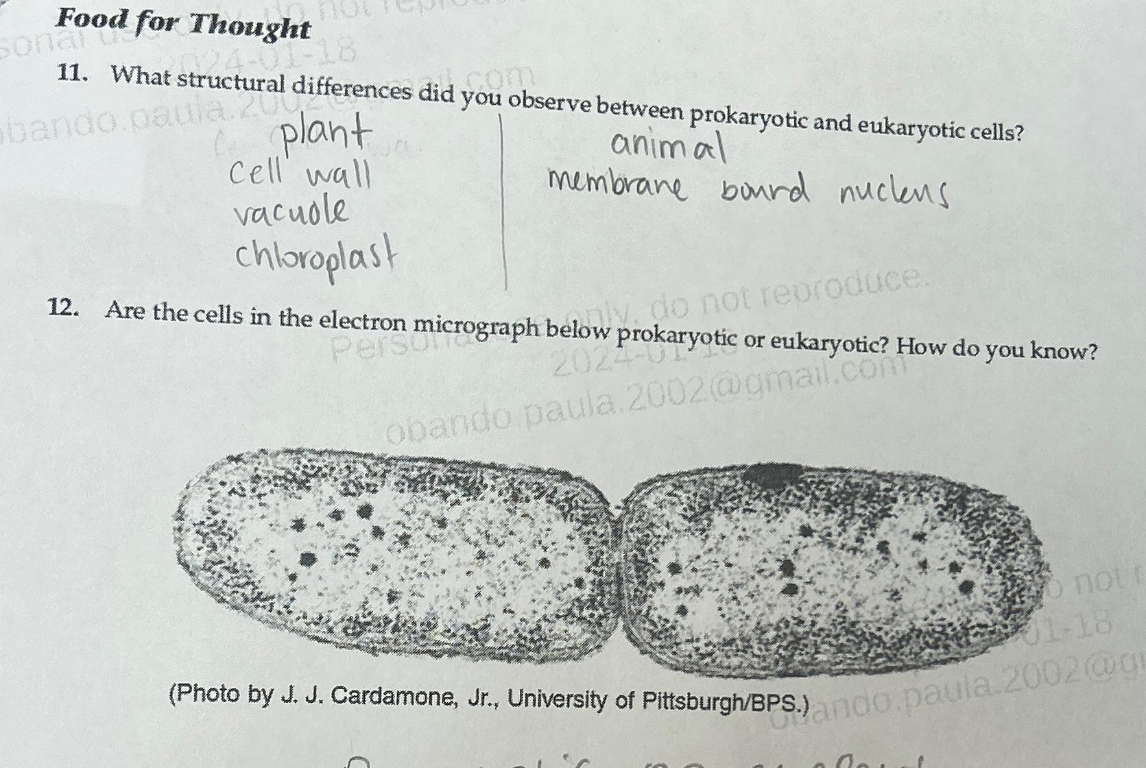 Solved Food for Thought11. ﻿What structural differences did | Chegg.com
