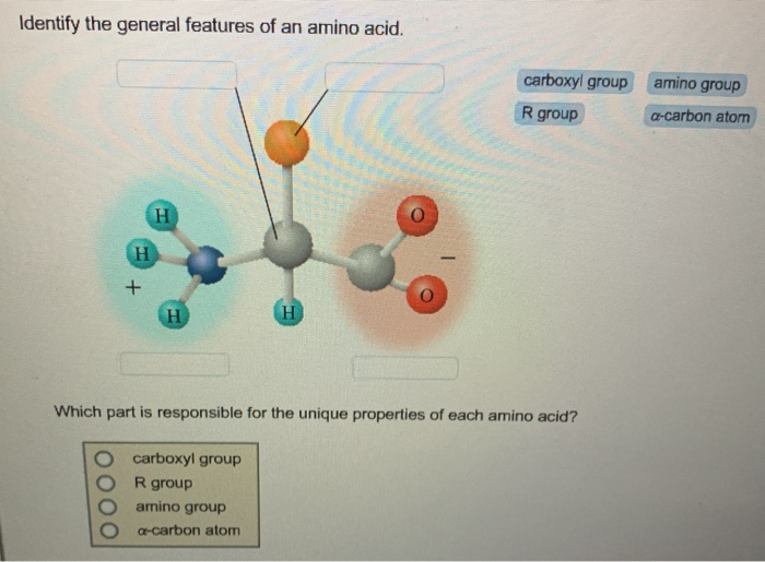 Solved Identify the general features of an amino acid amino | Chegg.com
