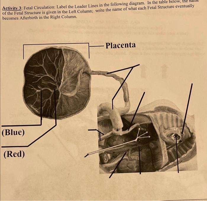 Solved Activity 3: Fetal Circulation: Label the Leader Lines | Chegg.com