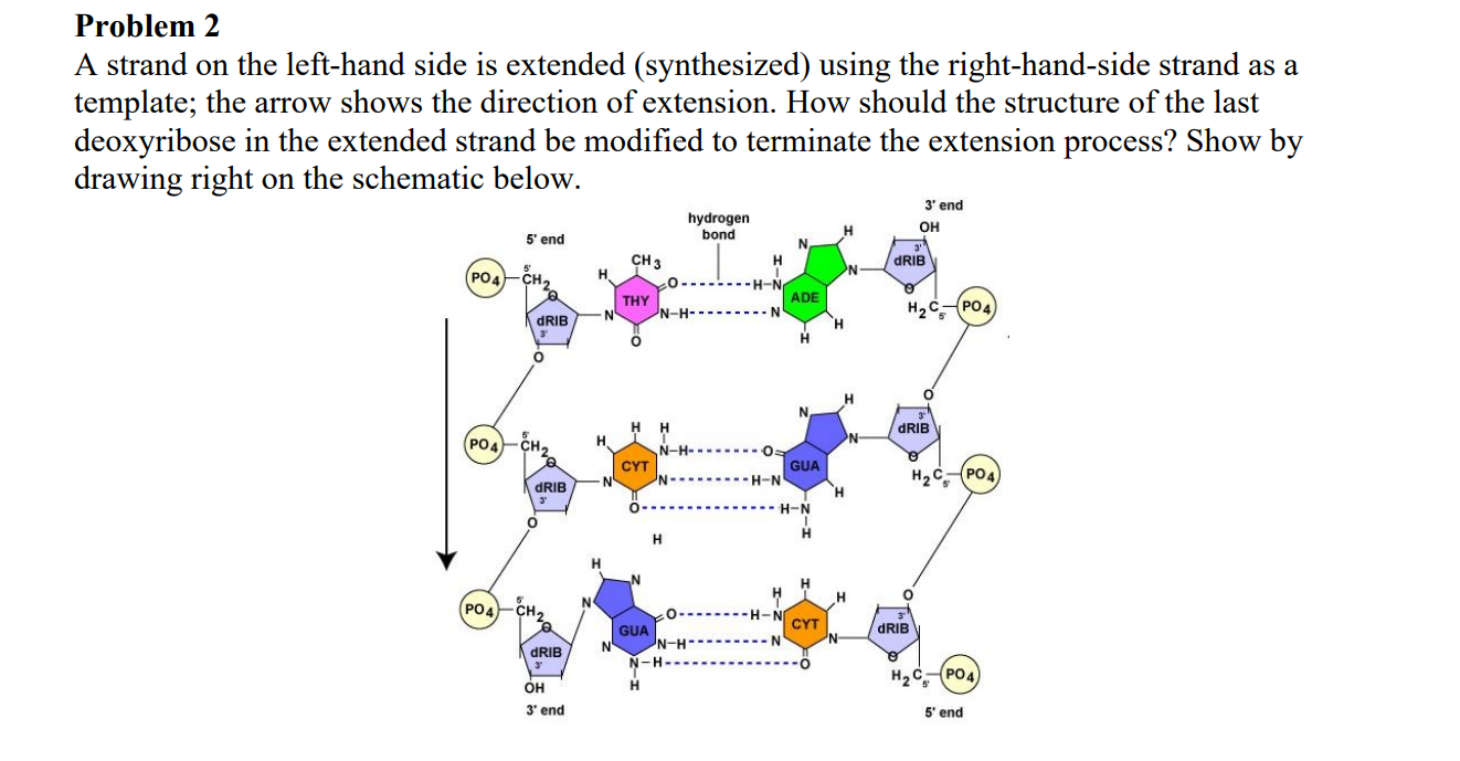 Solved Problem 2A strand on the left-hand side is extended | Chegg.com