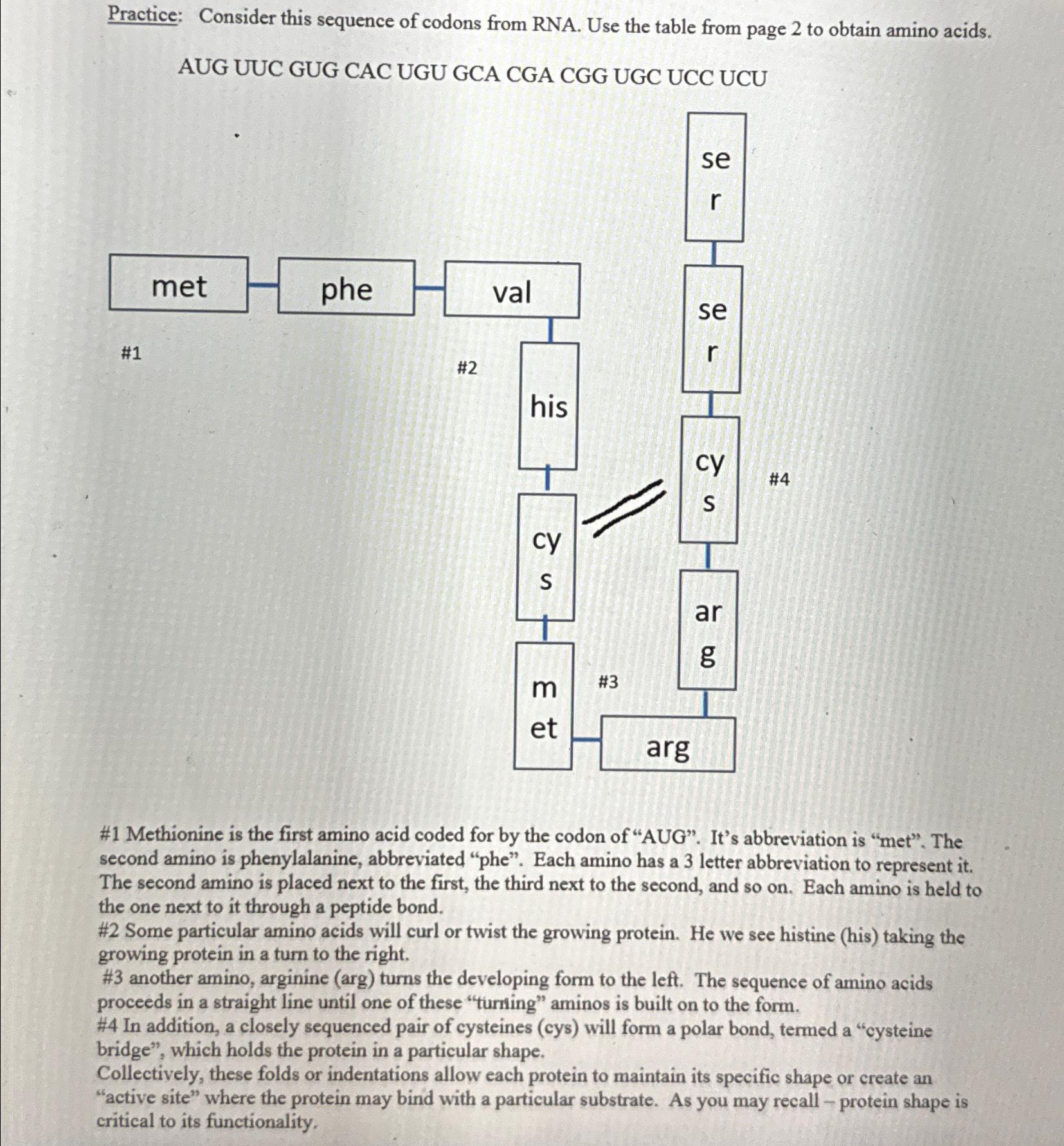 Solved Practice: Consider this sequence of codons from RNA. | Chegg.com
