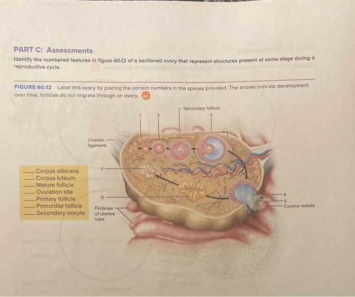 Solved PART C: Assessments Identify the numbered features in | Chegg.com