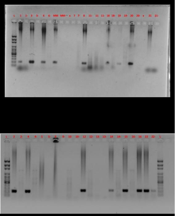 Interpret the result of each well of both the DNA | Chegg.com