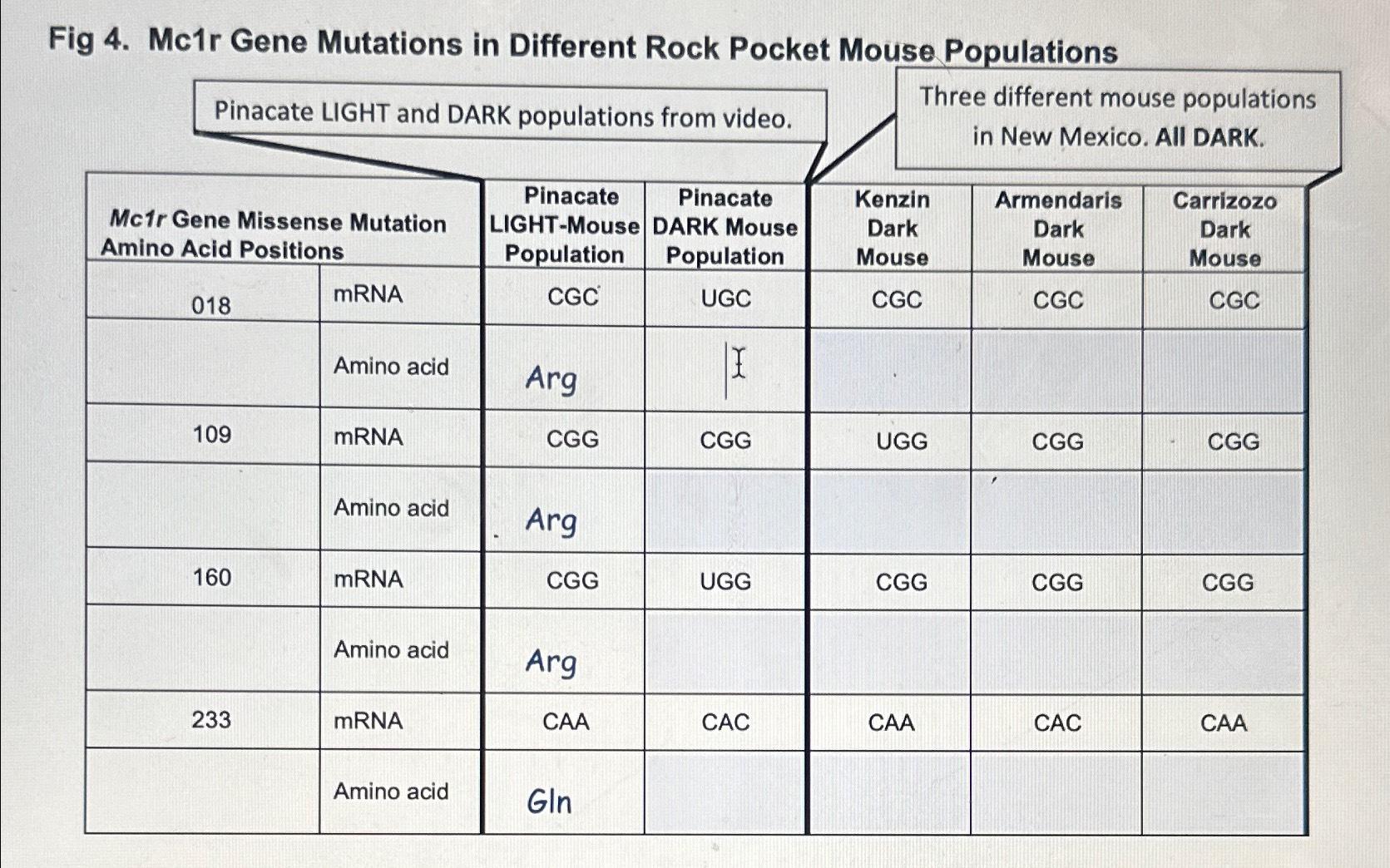 Solved Fig 4. ﻿Mc1r Gene Mutations in Different Rock Pocket | Chegg.com