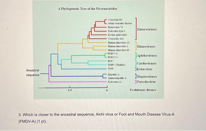 Solved A Phylogenetic Tree of the Picornaviridae 3. Which is | Chegg.com