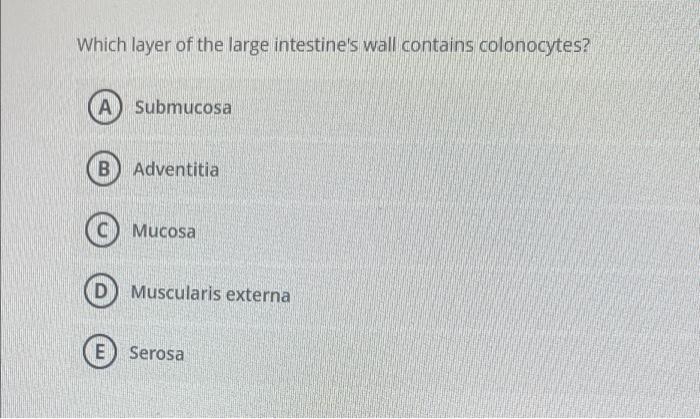 Solved Which layer of the large intestine's wall contains | Chegg.com
