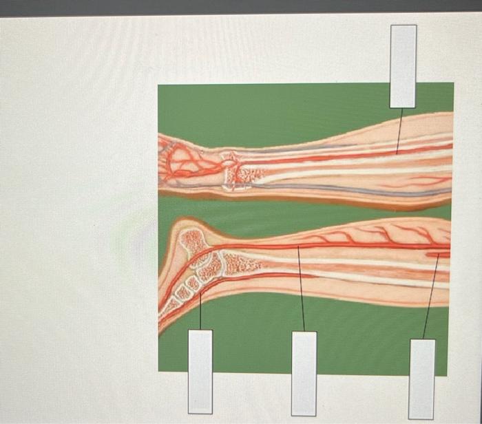 Circulatory System Anatomy Worksheet Word Bank | Chegg.com