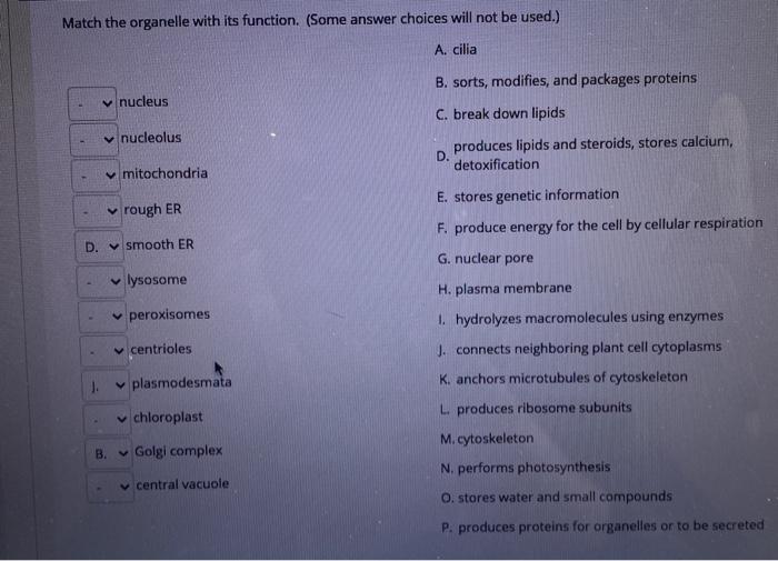 Solved Match the organelle with its function. (Some answer | Chegg.com