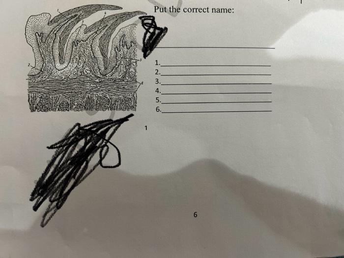 Solved histology - match the numbers and label with the | Chegg.com