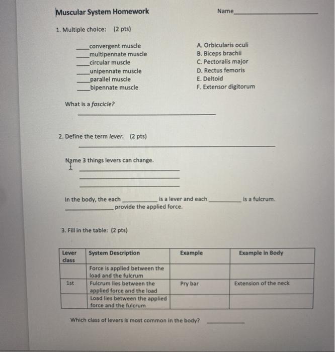 Solved Muscular System Homework Name 1. Multiple choice: (2 | Chegg.com