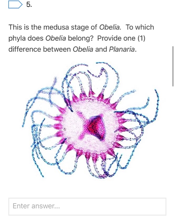 Solved D 4. To what phylum does this organism belong? | Chegg.com