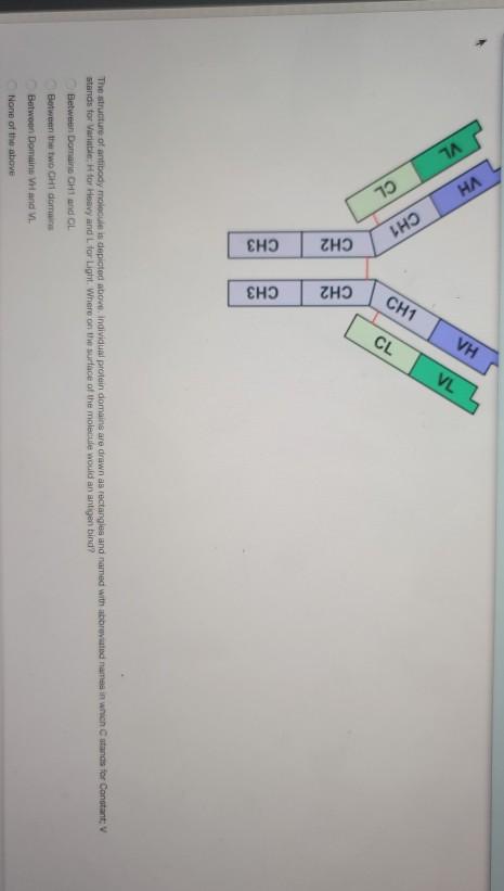 Solved VH VH VLL VL CH1 CH1 CL CL CH2 CH2 The structure of | Chegg.com