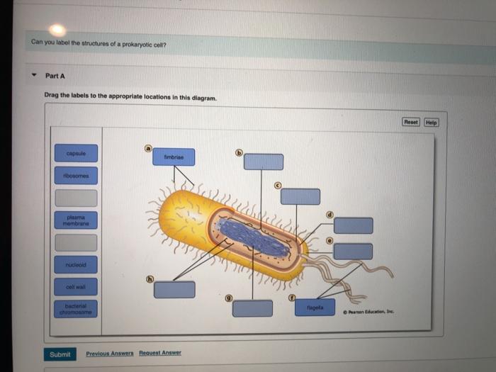 Solved Can You Label The Structures Of A Prokaryotic Cell Chegg