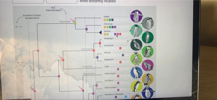 Solved This phylogeny of different penguin species is taken | Chegg.com