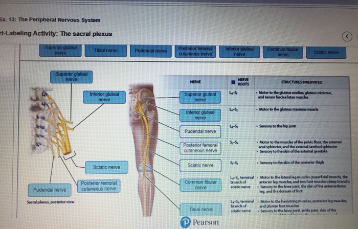 Biology question | Chegg.com