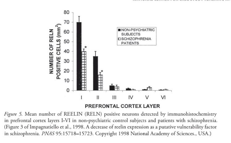 Solved 1. What is the role of reelin in the brain? According | Chegg.com